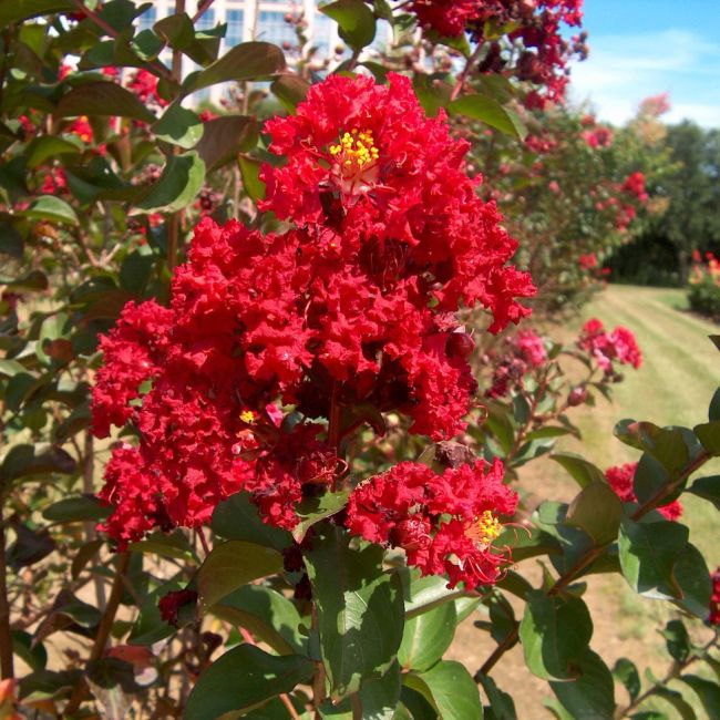 Lagerstroemia indica Dynamite