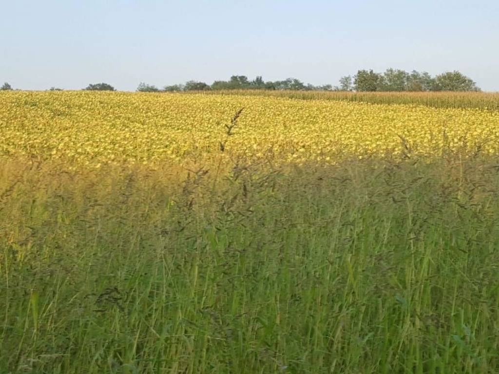 Poljoprivredno zemljište za Prodaja