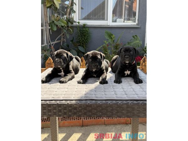 Crni Cane Corso štenci - rezervacije u toku