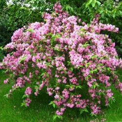 Vejgela Weigela florida - roze