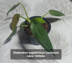 Filadendron sagittifolium tuxtlanum rubra