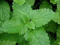 Melissa officinalis-Matičnjak