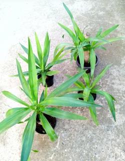 Drvo života-mlade biljke, Yucca Elephantipes
