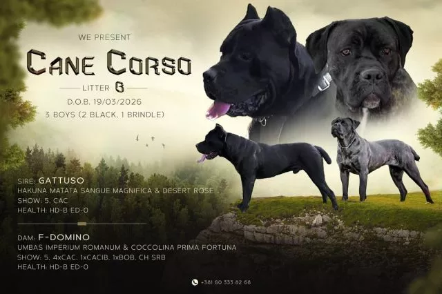 KANE KORSO PRELEPI ŠTENCI