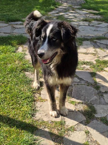 Poklanjam mužjake stari godinu dana