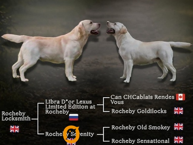 Stenci LABRADOR retrivera