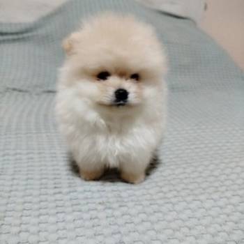 Prelepi Boo medvedici ❲ 500 eur ❳