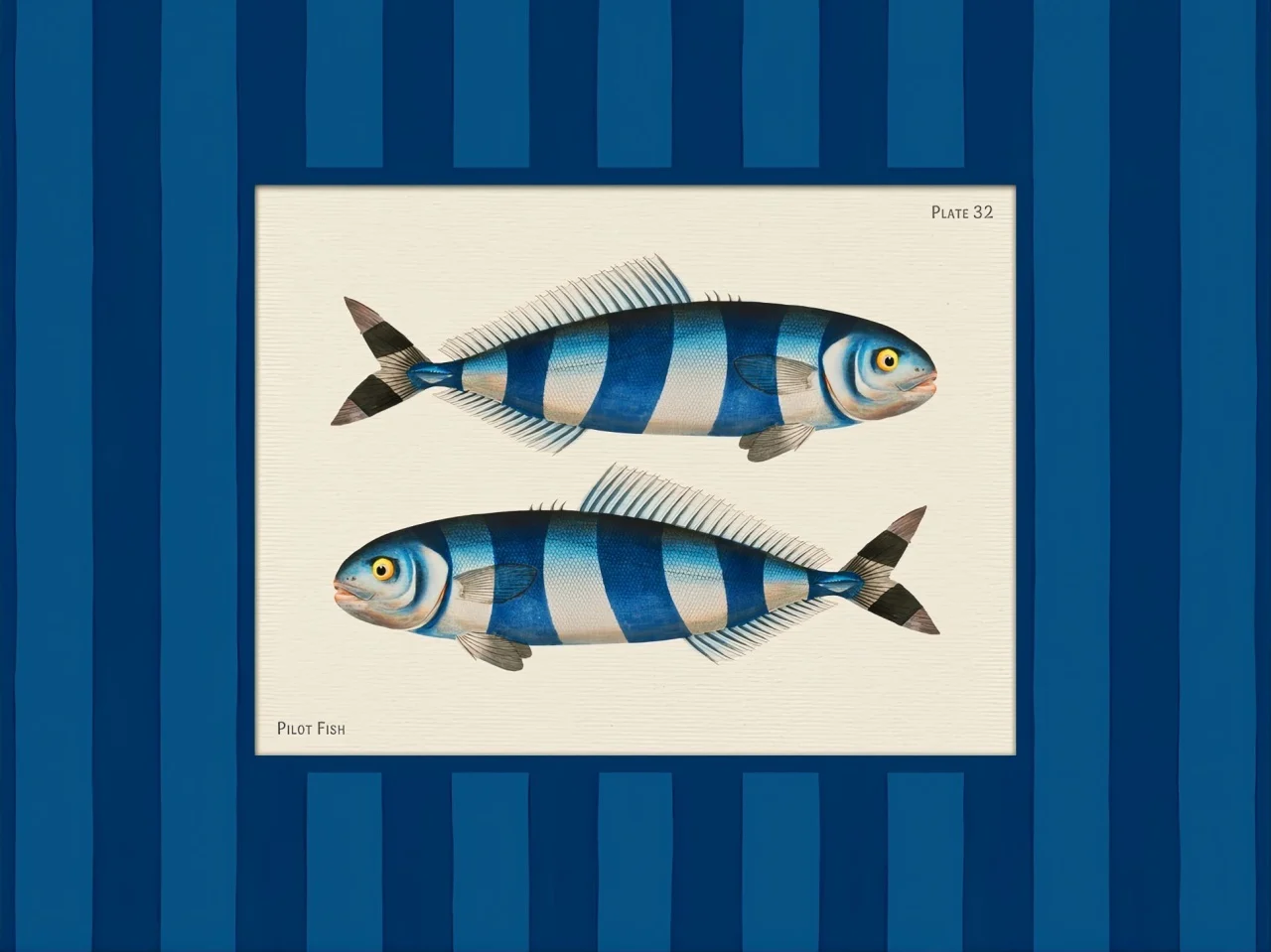 Sardine, uramljena slika 40x50cm , 50x70cm i 60x80cm