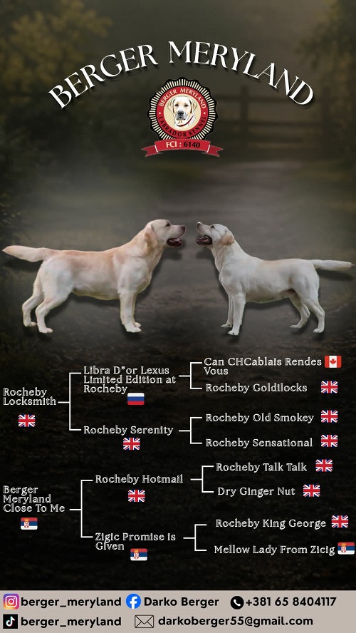 Stenci LABRADOR retrivera
