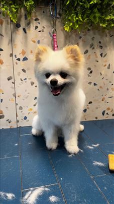 pomeranac parenje