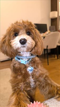 Maltipoo, mlad pas