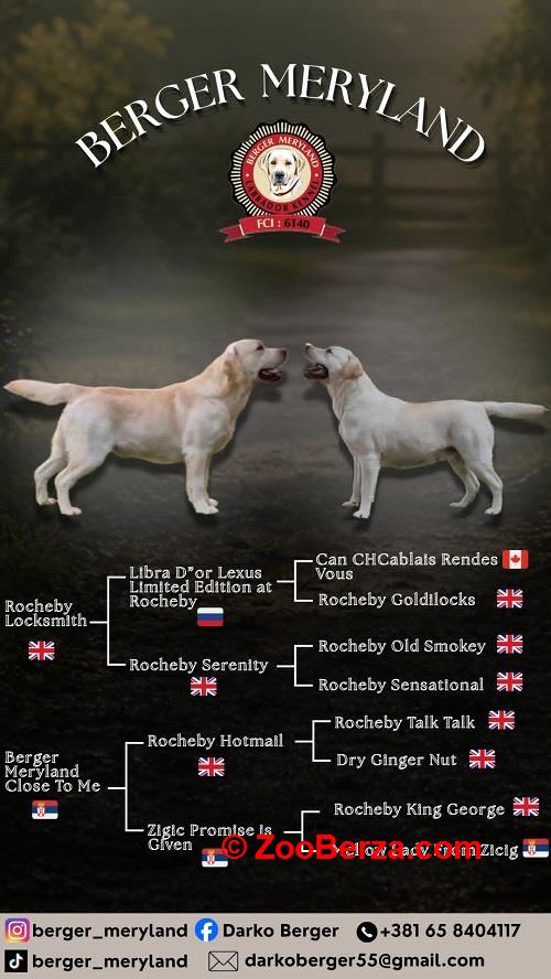 Stenci LABRADOR retrivera