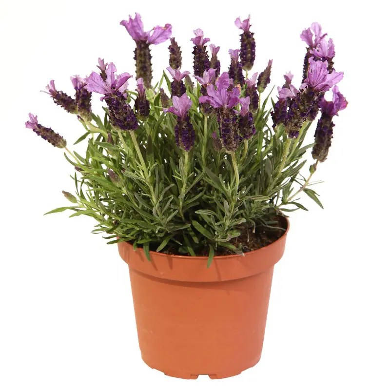 Lavanda španska