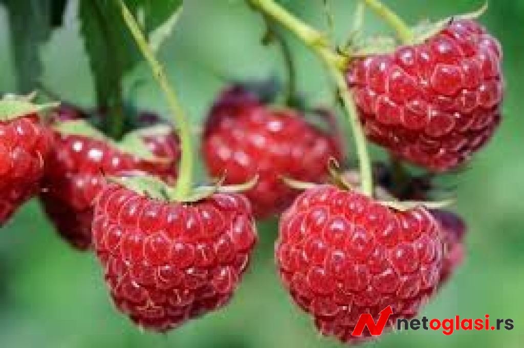 Potrebni beraci malina