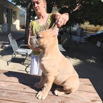 Cane Corso Kane Korso prelepi formentino štenci ❲ 1 eur ❳