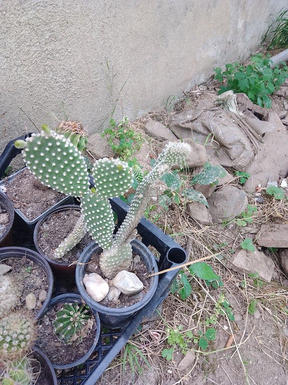 Kaktus Opuncija (Bunny ears) u saksiji - Vrsta: Opuntia microdasys