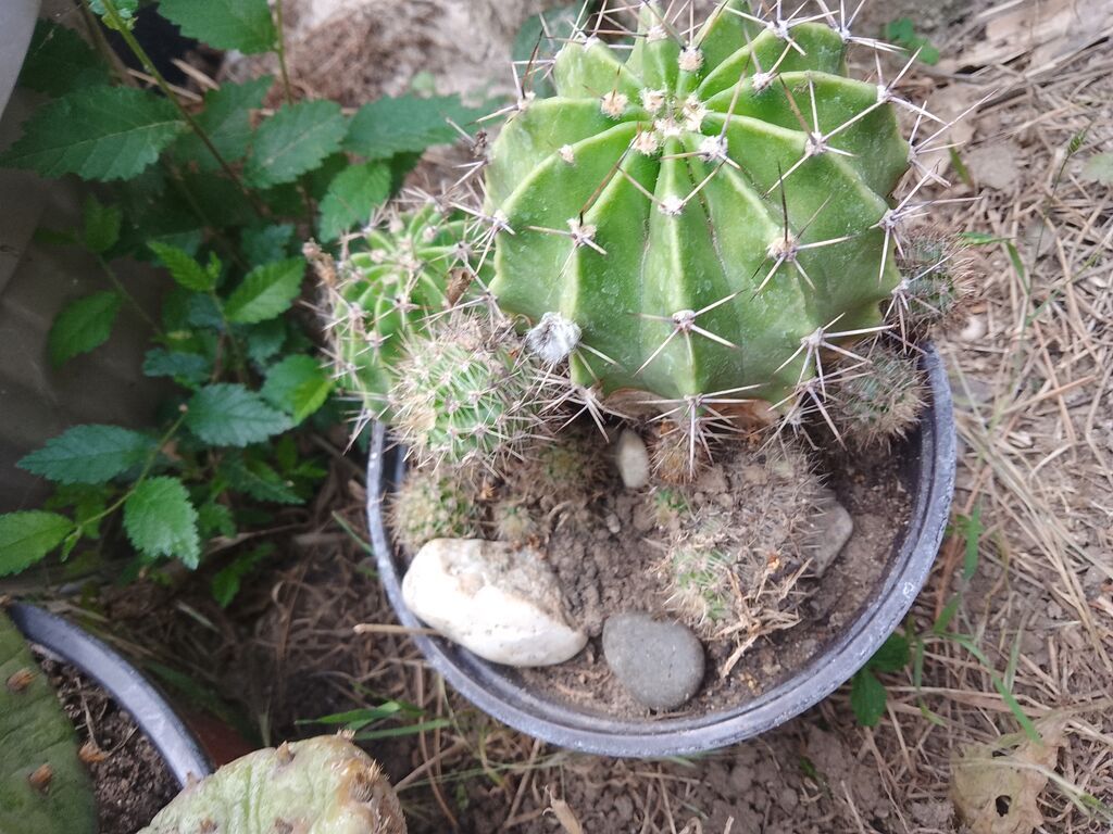 Kaktus u saksiji – Echinopsis/Trichocereus tip - Zreli primerak sa