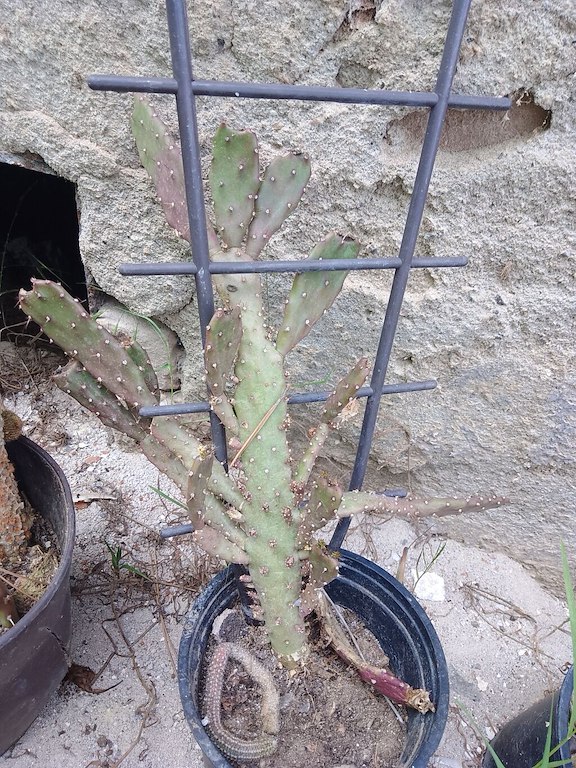 Opuncija (kaktus „prickly pear“) u saksiji - Vrsta: Opuntia sp. sa