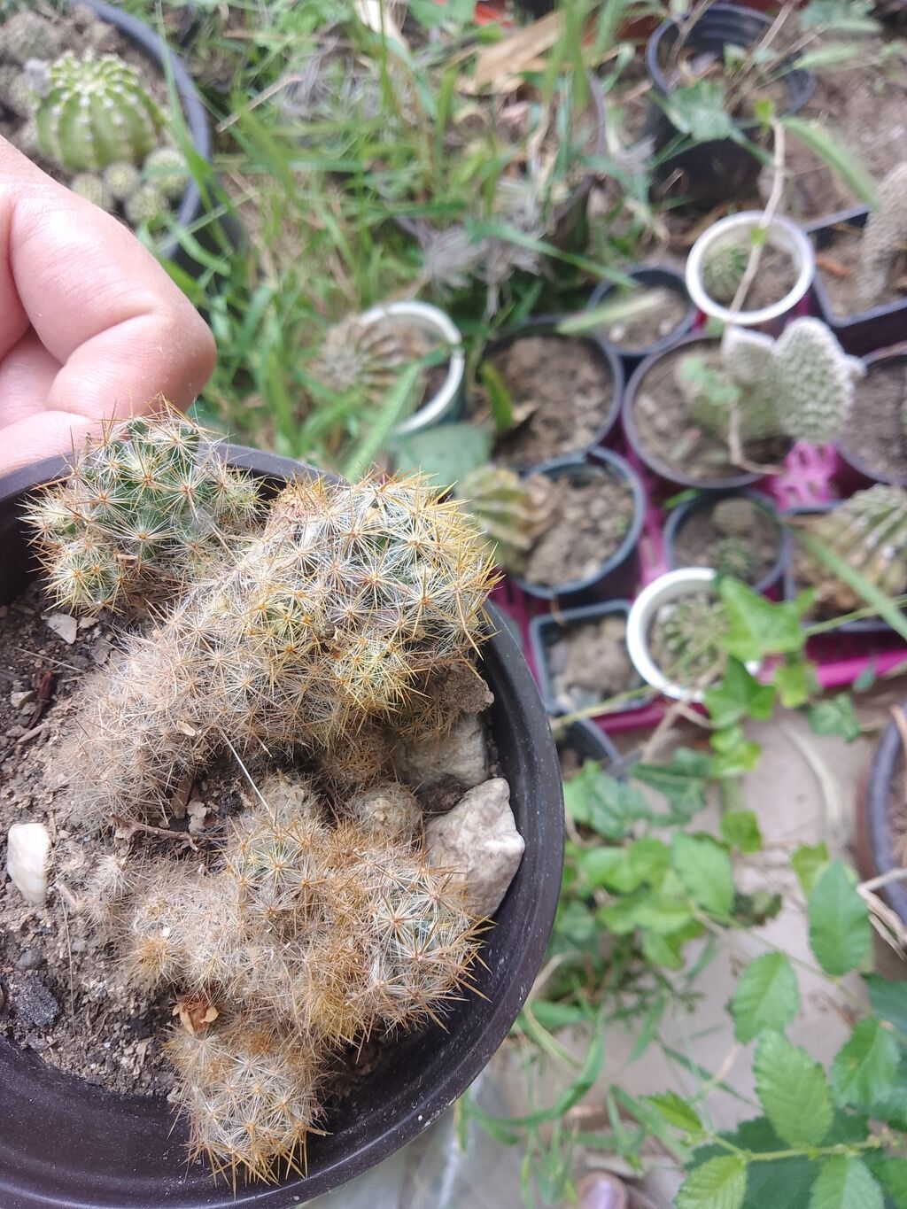 Kaktus – Mammillaria (žbunasti klaster) - Vrsta: sitni, bodljikavi