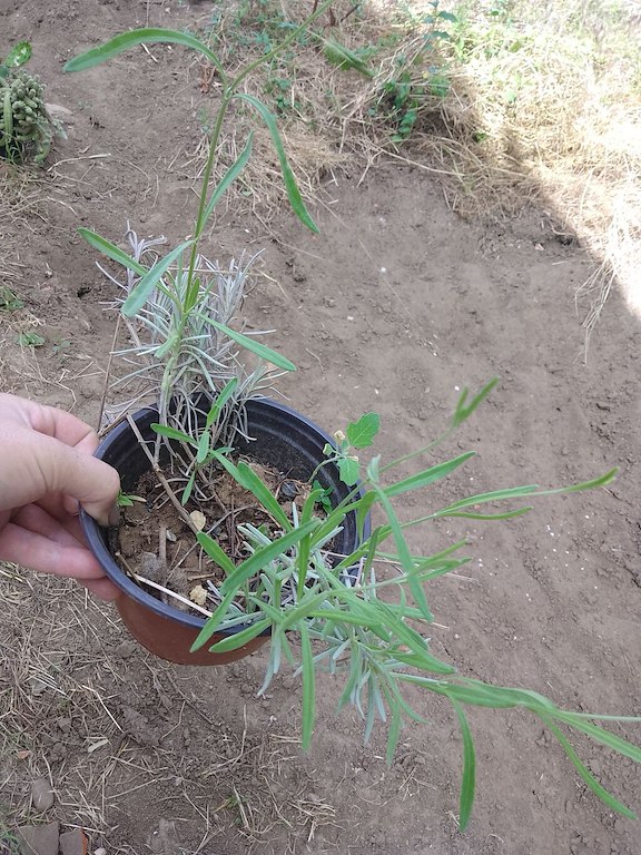 Saksijska biljka – ukrasna lavanda (Lavandula) - Biljka u plastičnoj
