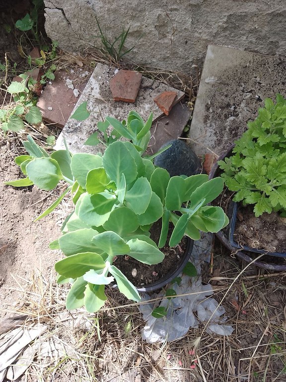 Sedum (ukrasna sukulentna biljka) u saksiji - Vrsta: Sedum/čuvarkućin