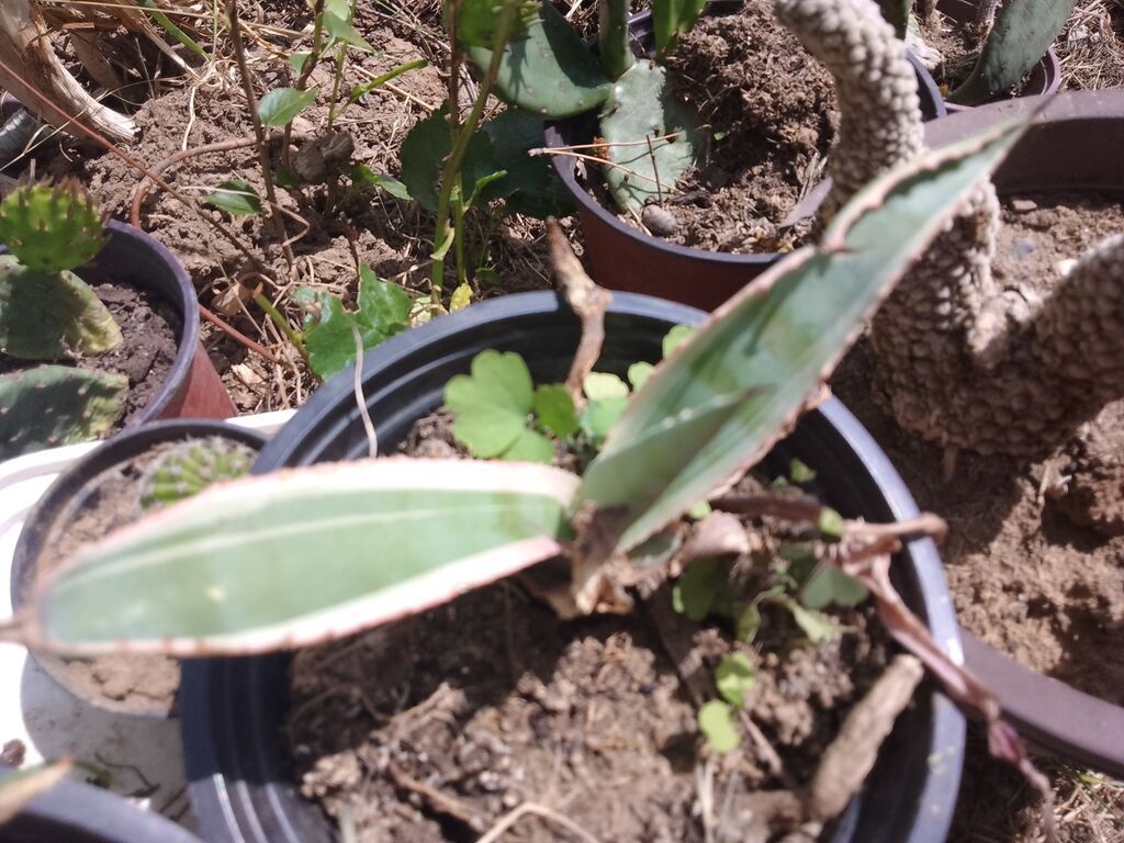 Sukulenta u saksiji – variegirana sansevijera (Sansevieria/Dracaena