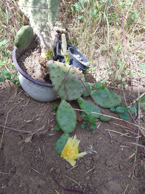 Kolekcija kaktusa – više vrsta u saksijama - Opuntia (indijska