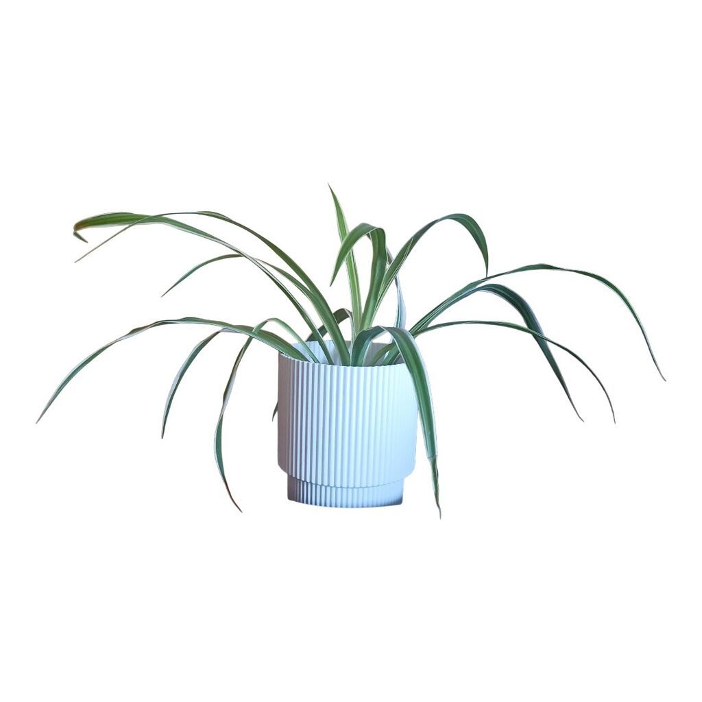 Sobna biljka Chlorophytum comosum u modernoj saksiji - Vrsta