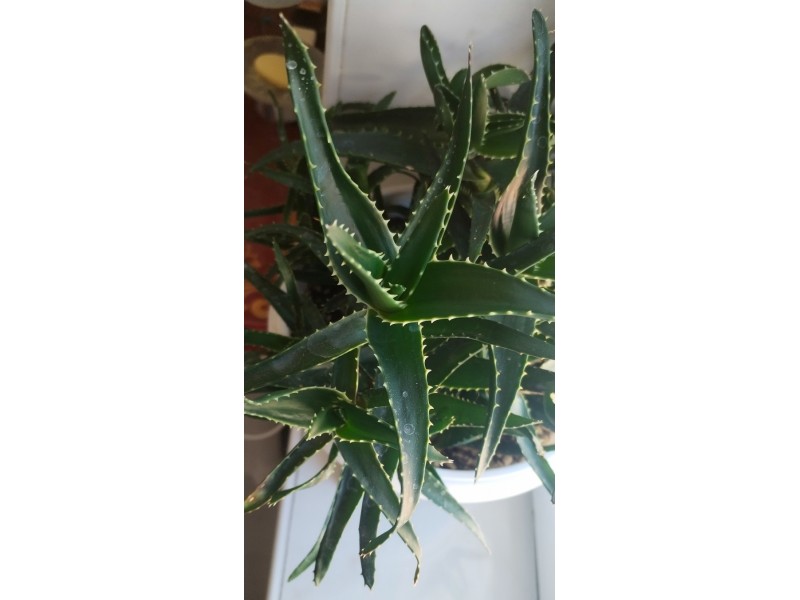 ALOJA za POCETNIKE! - Aloe x delaetii, 15-25 cm