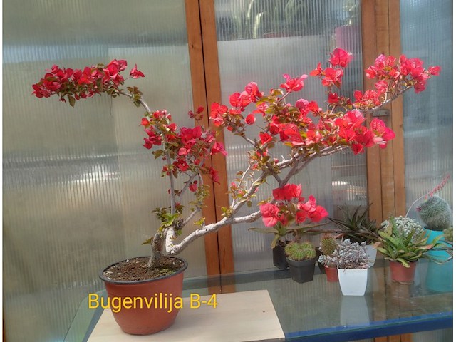 BUGENVILIJA - 4