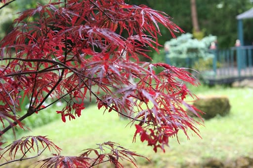 Acer palmatum Fire cracker