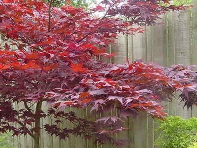Acer palmatum okagami