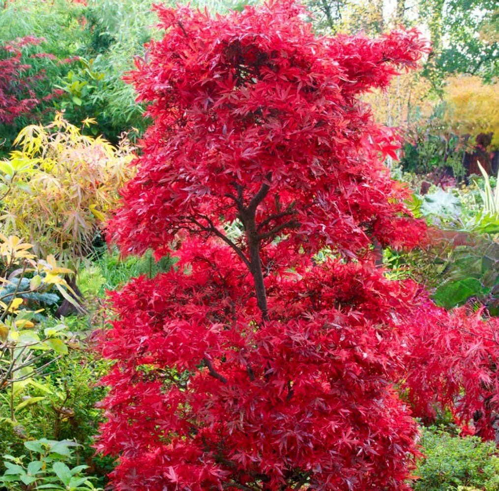 Acer palmatum shaina