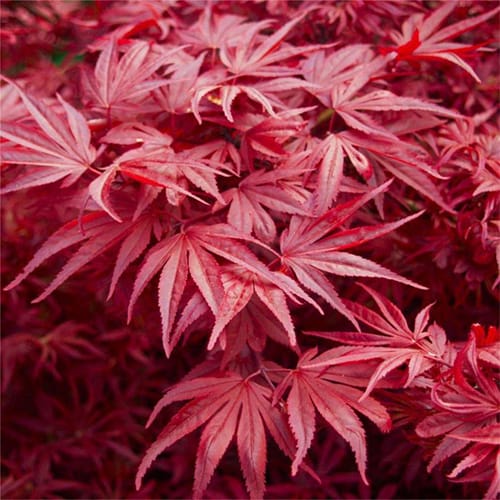 Acer palmatum skeeters broom