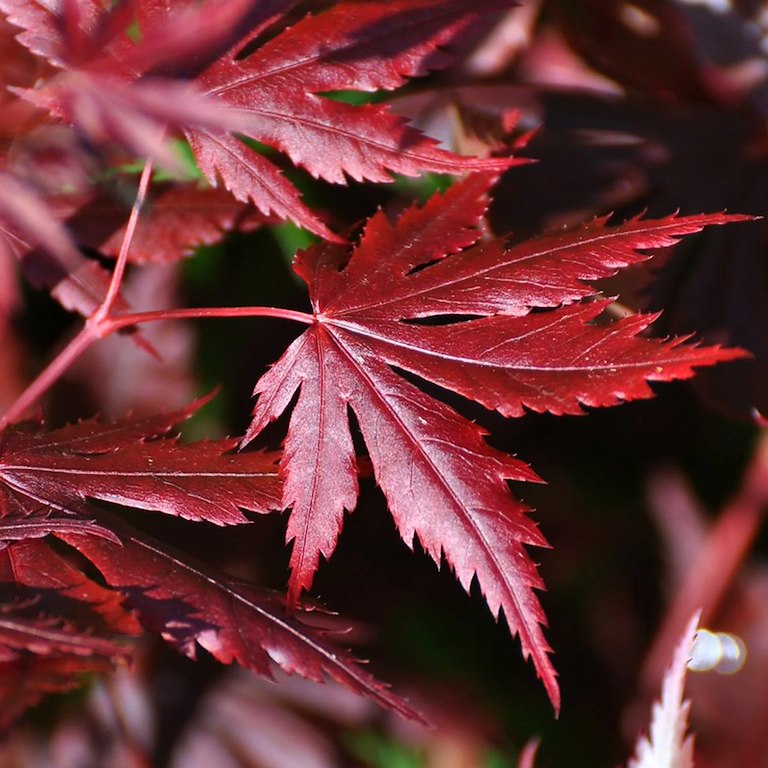Acer palmatum trompenburg