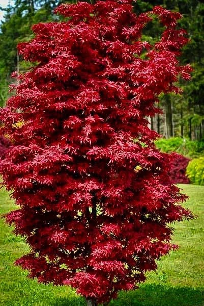 Acer palmatum twombly’s red sentinel