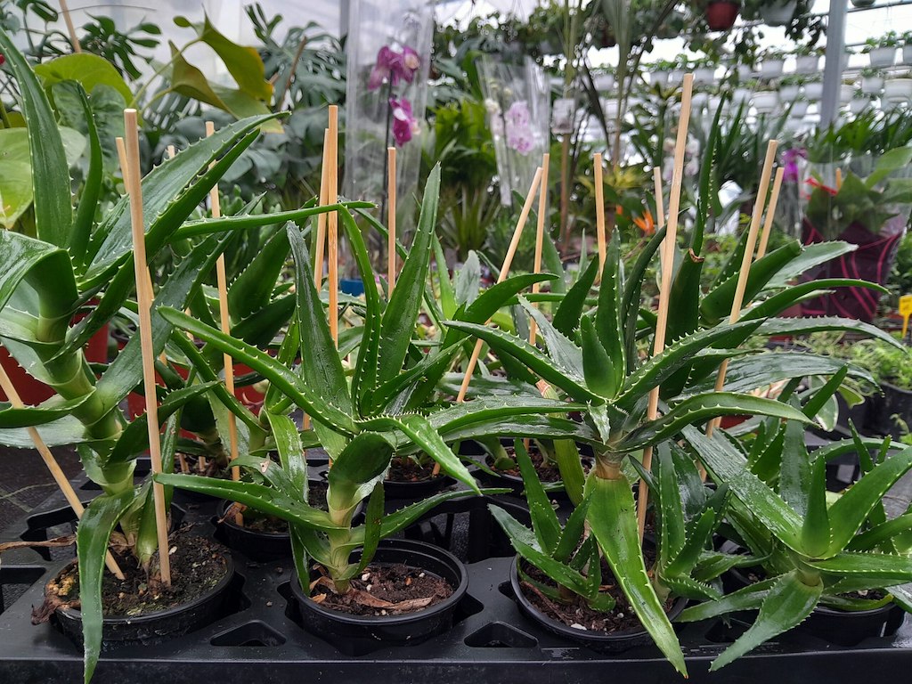 Aloe Striatula- Aloja Striatula