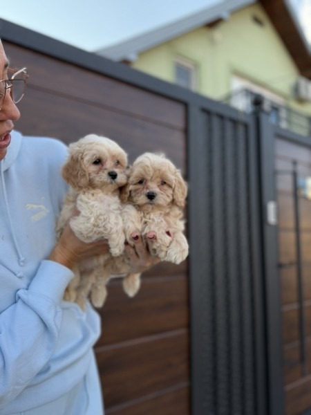 Maltipoo vrhunske genetike