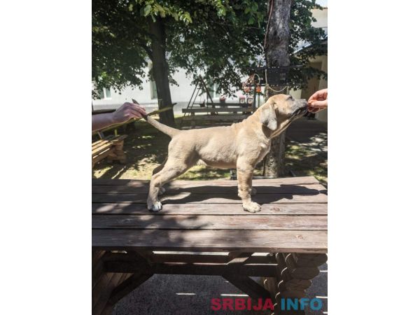 Cane Corso Kane Korso prelepi štenci