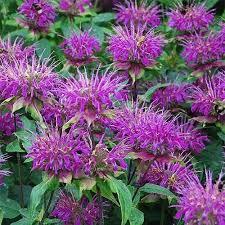 Monarda avangarda