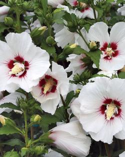 HIBISKUS bastenski - sirijska ruza - belog cveta