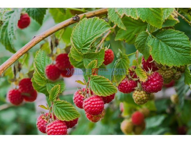 Potrebni beraci maline