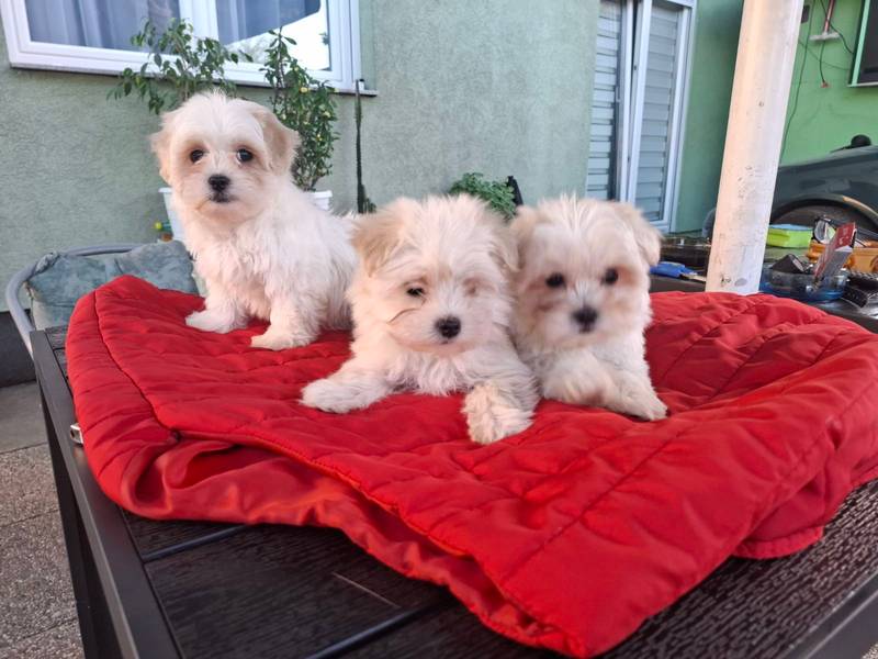 3 Maltezer muska steneta