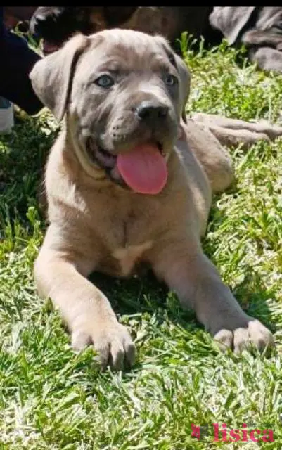 Kane Korso, štenci oba pola