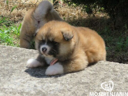 Akita Inu – Stenci