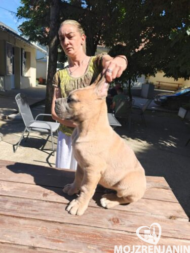 CANE CORSO prelepi štenci