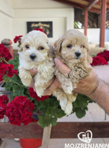 Savrseni maltipoo bebani spremni su za preuzimanje