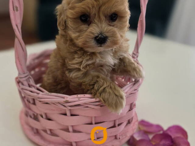 Preslatki maleni MALTIPOO stenci