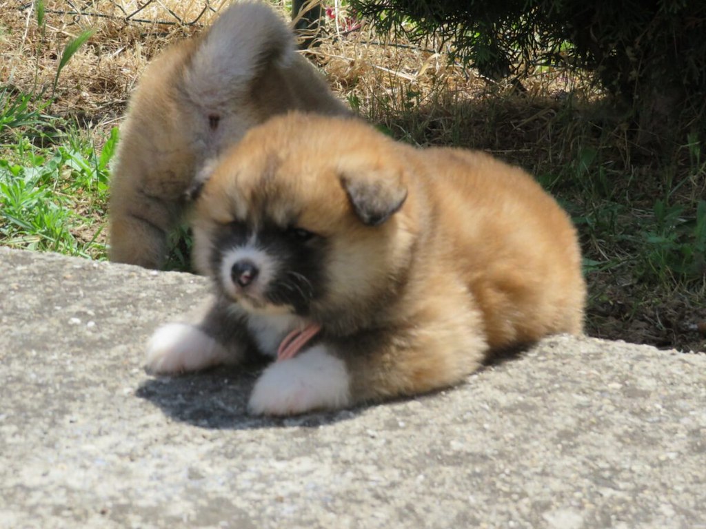 Akita Inu – Stenci