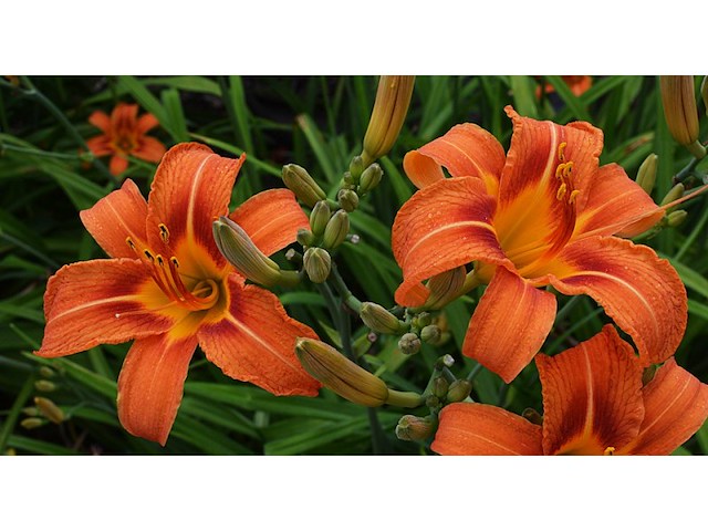 HEMEROKALIS (Hemerocallis fulva) -2 SADNICE